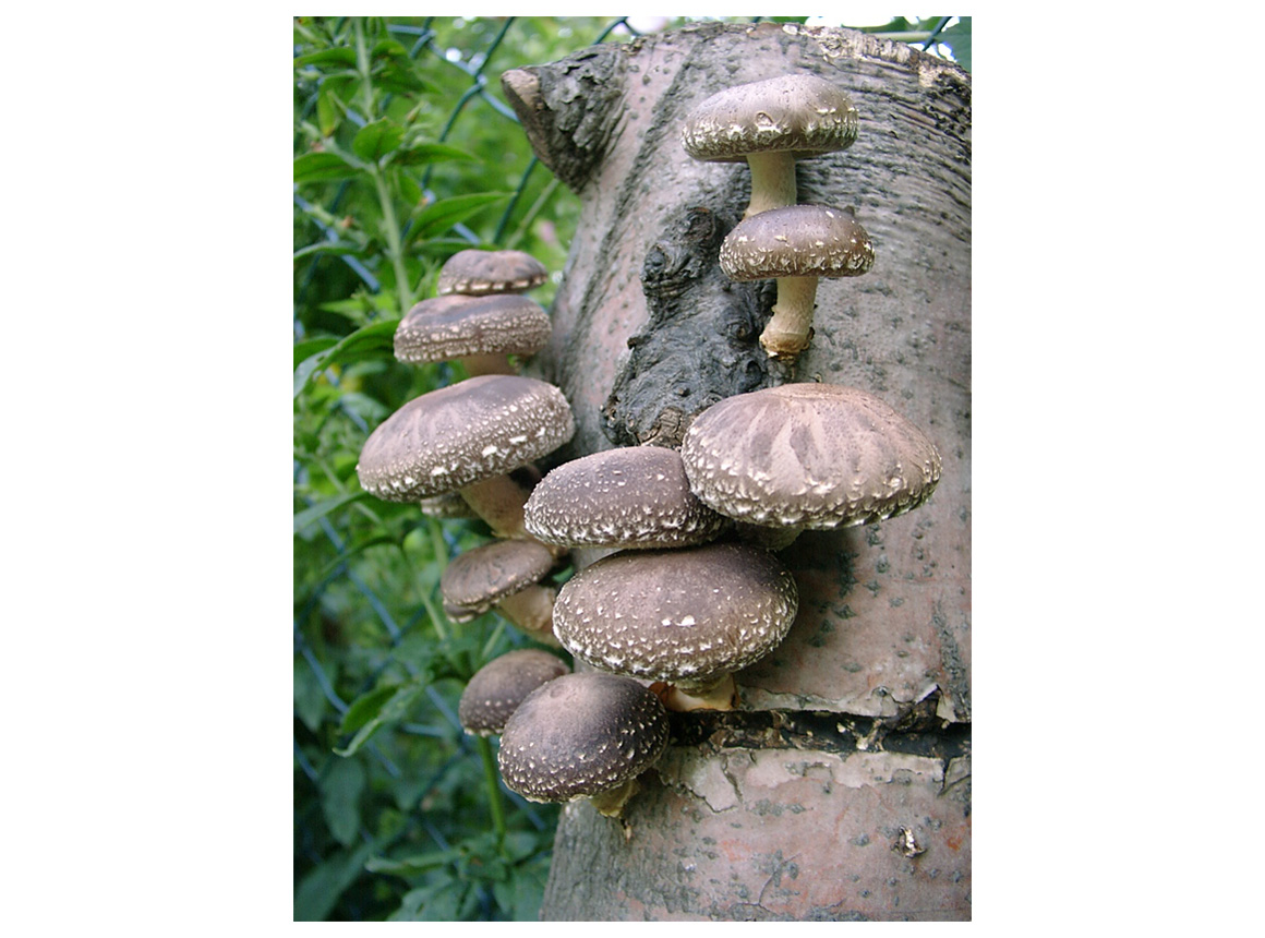 Mature logs inoculated with shiitake mushroom, 2 logs | Spawn and ...